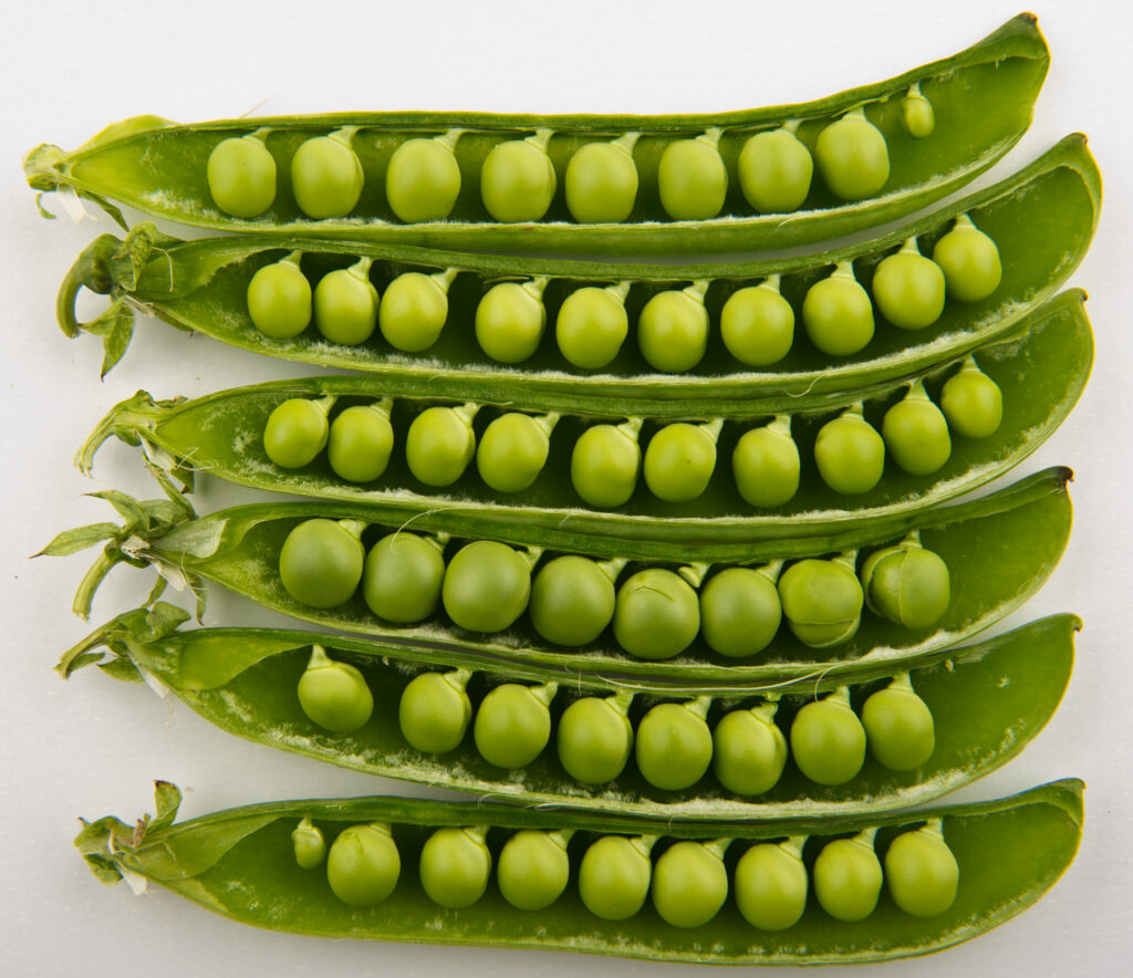 The right wing gender freakout, UK peas edition - Lawyers, Guns & Money